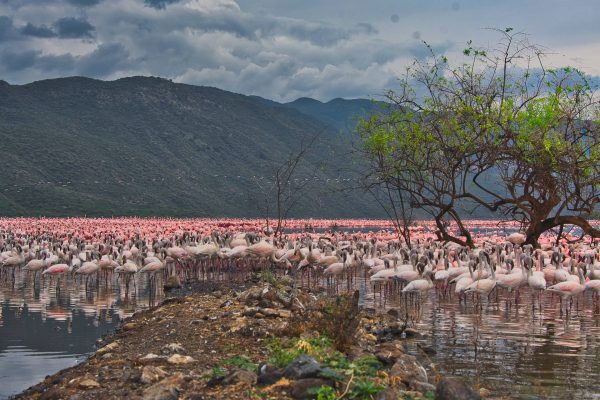 Lake Bogoria Safari, Kenya | Rift Valley Lakes Kenya